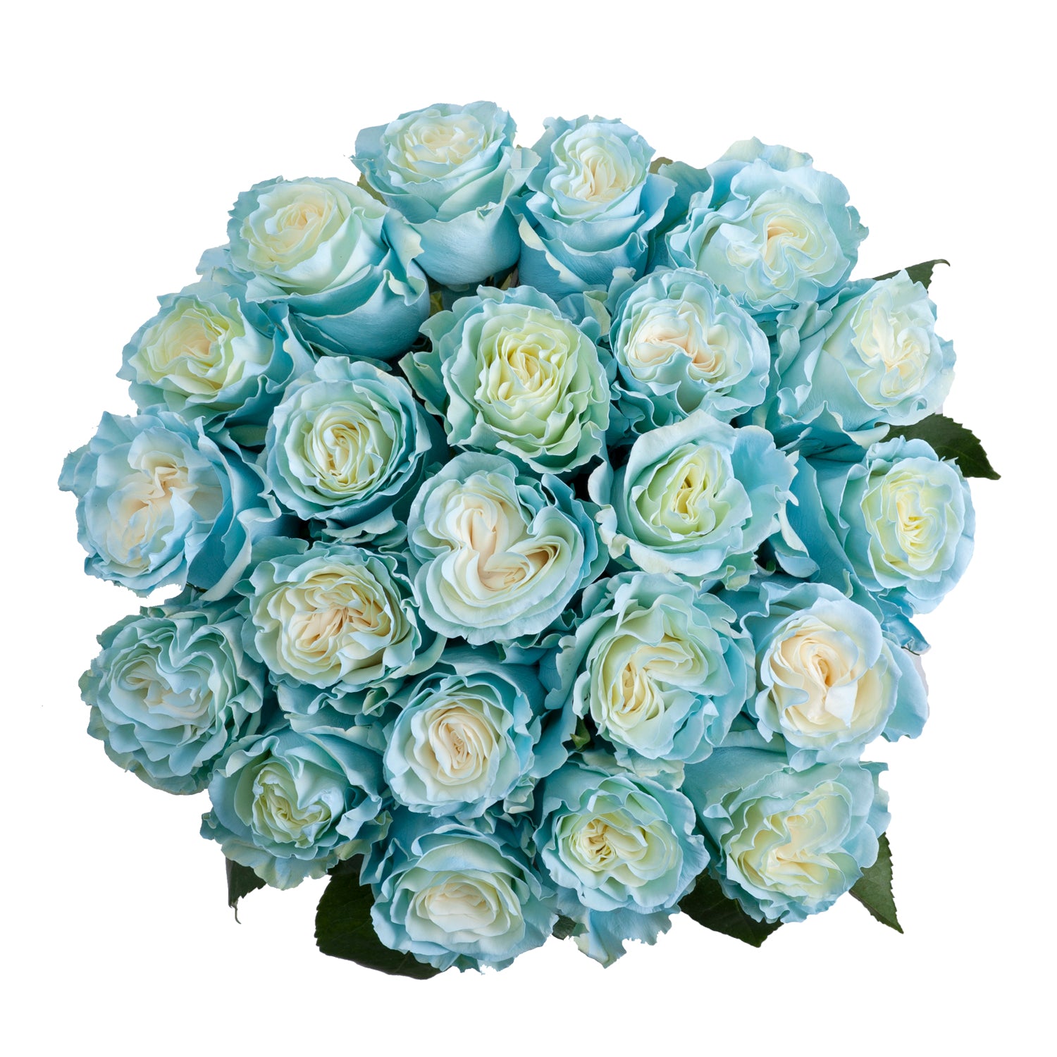single blue rose