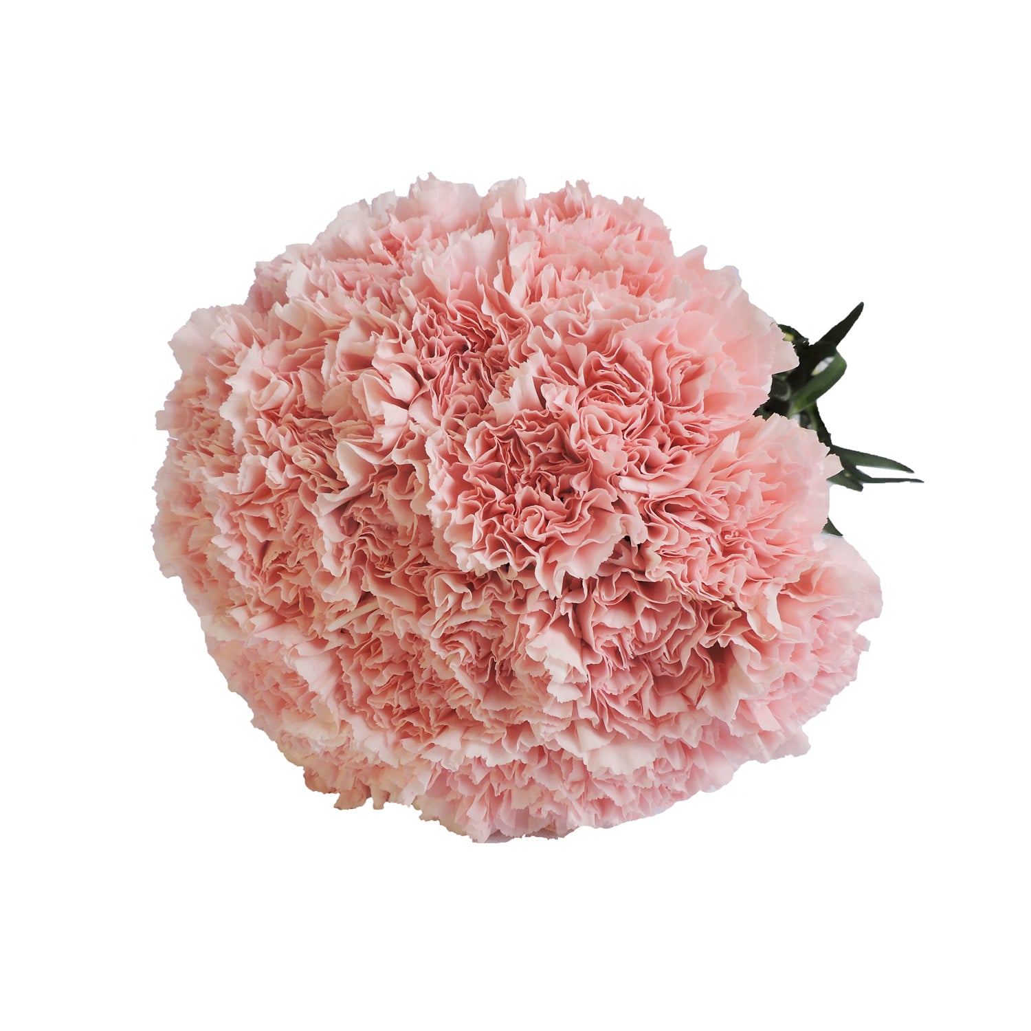 pinks carnation