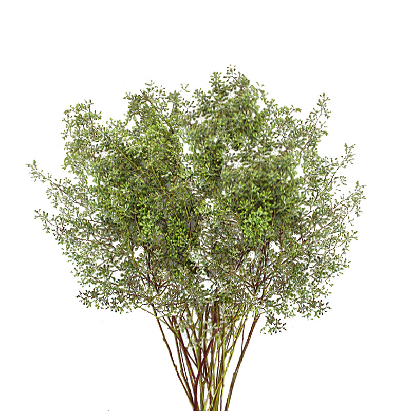 seeded eucalyptus tree