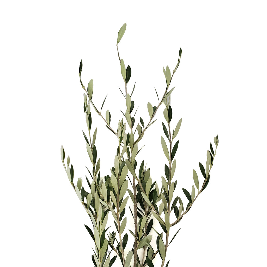 Olive Branch – Bloomingmore