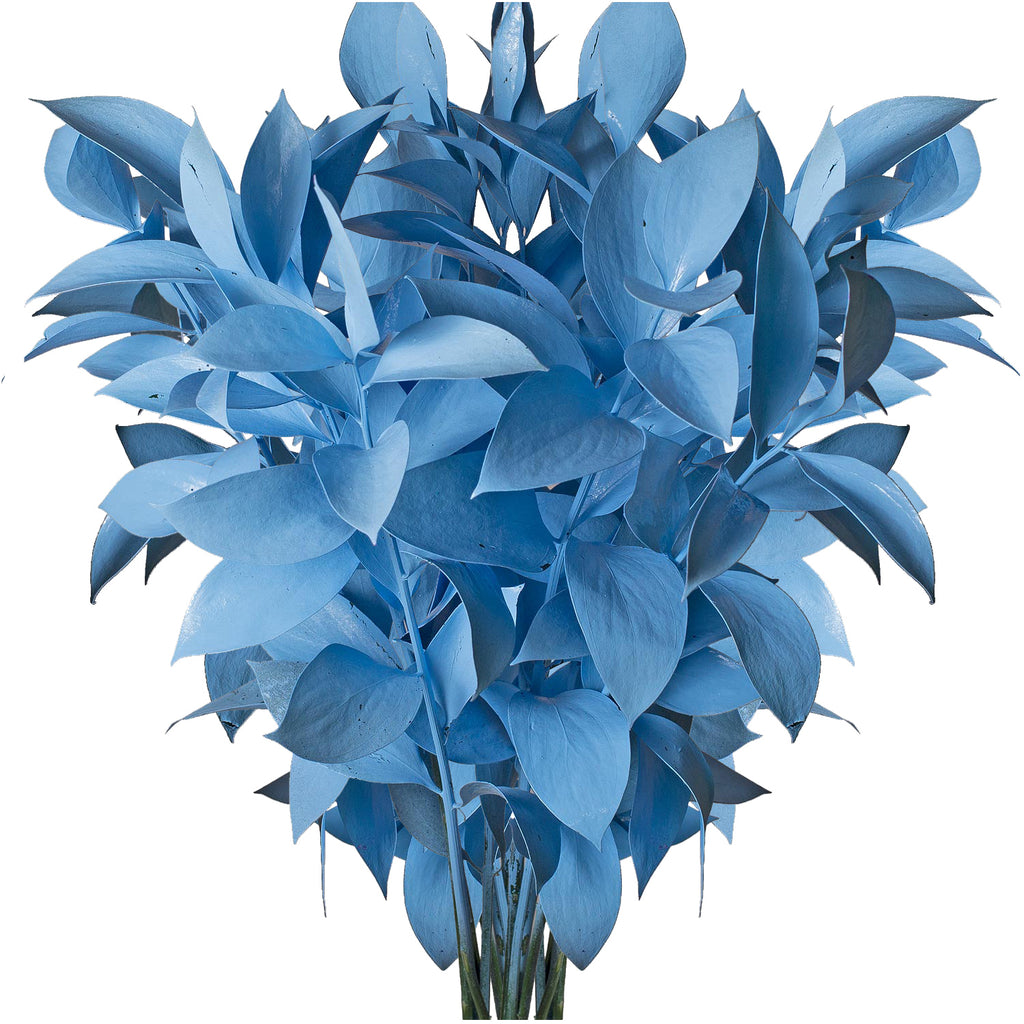blue ruscus