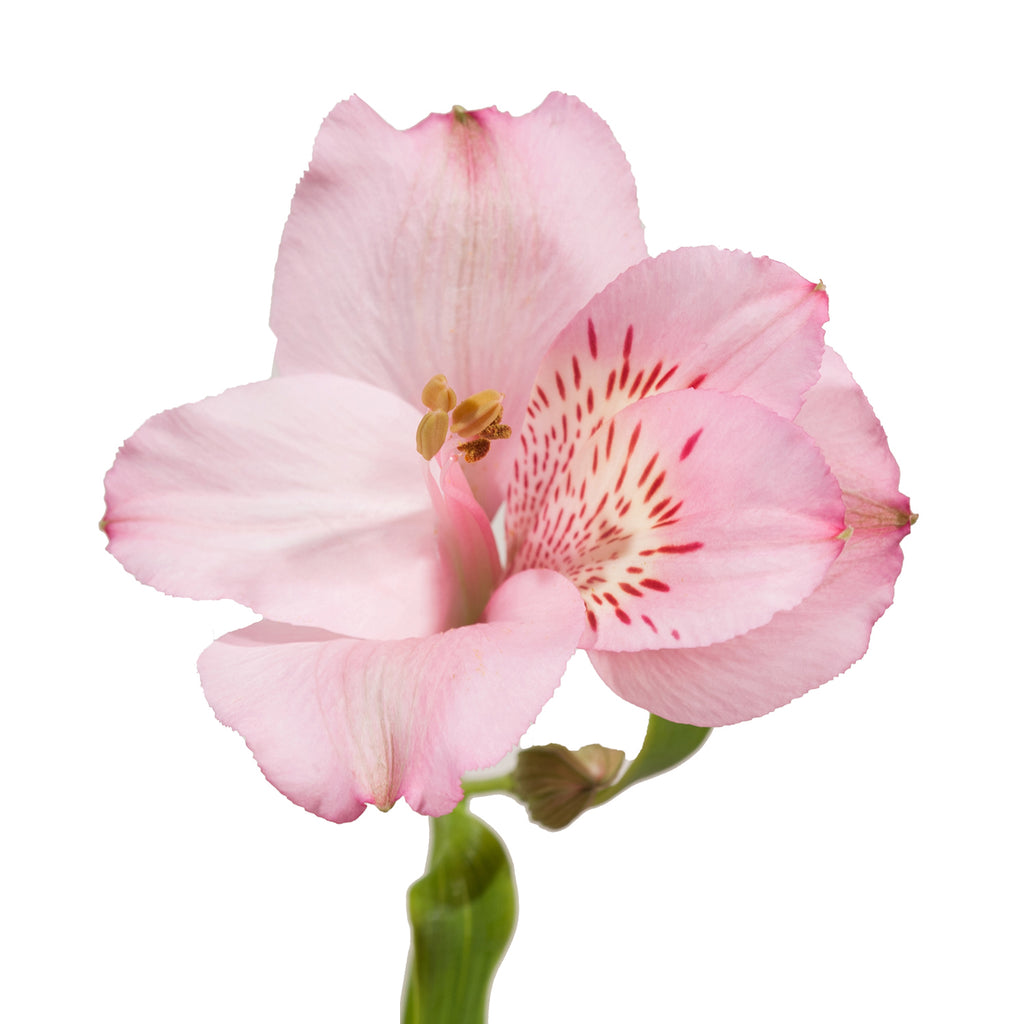 Pink Alstroemeria – Bloomingmore