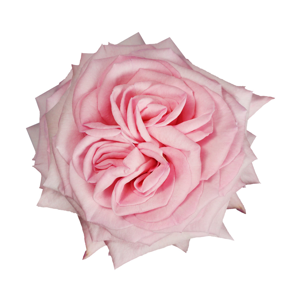 Pink O'hara Garden Rose – Bloomingmore