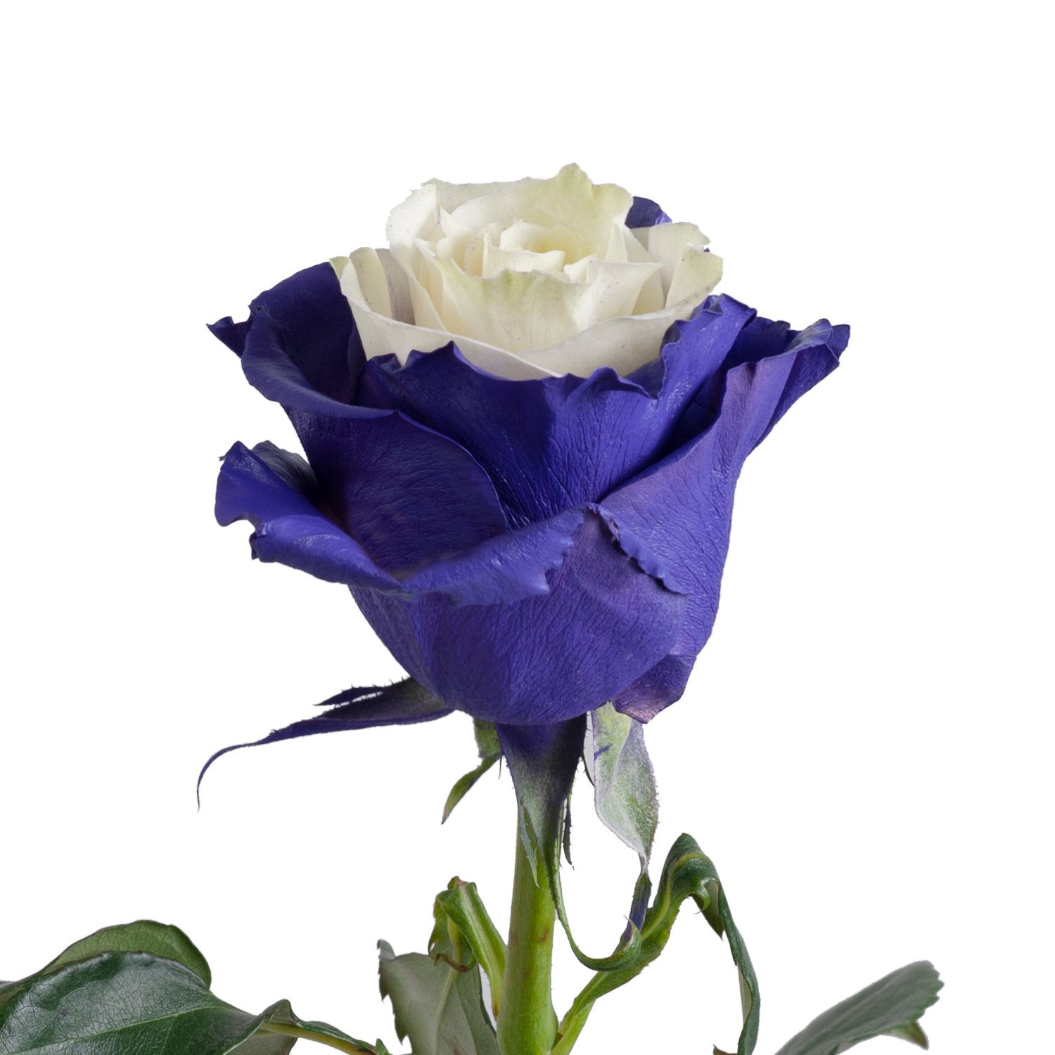 single stem blue roses