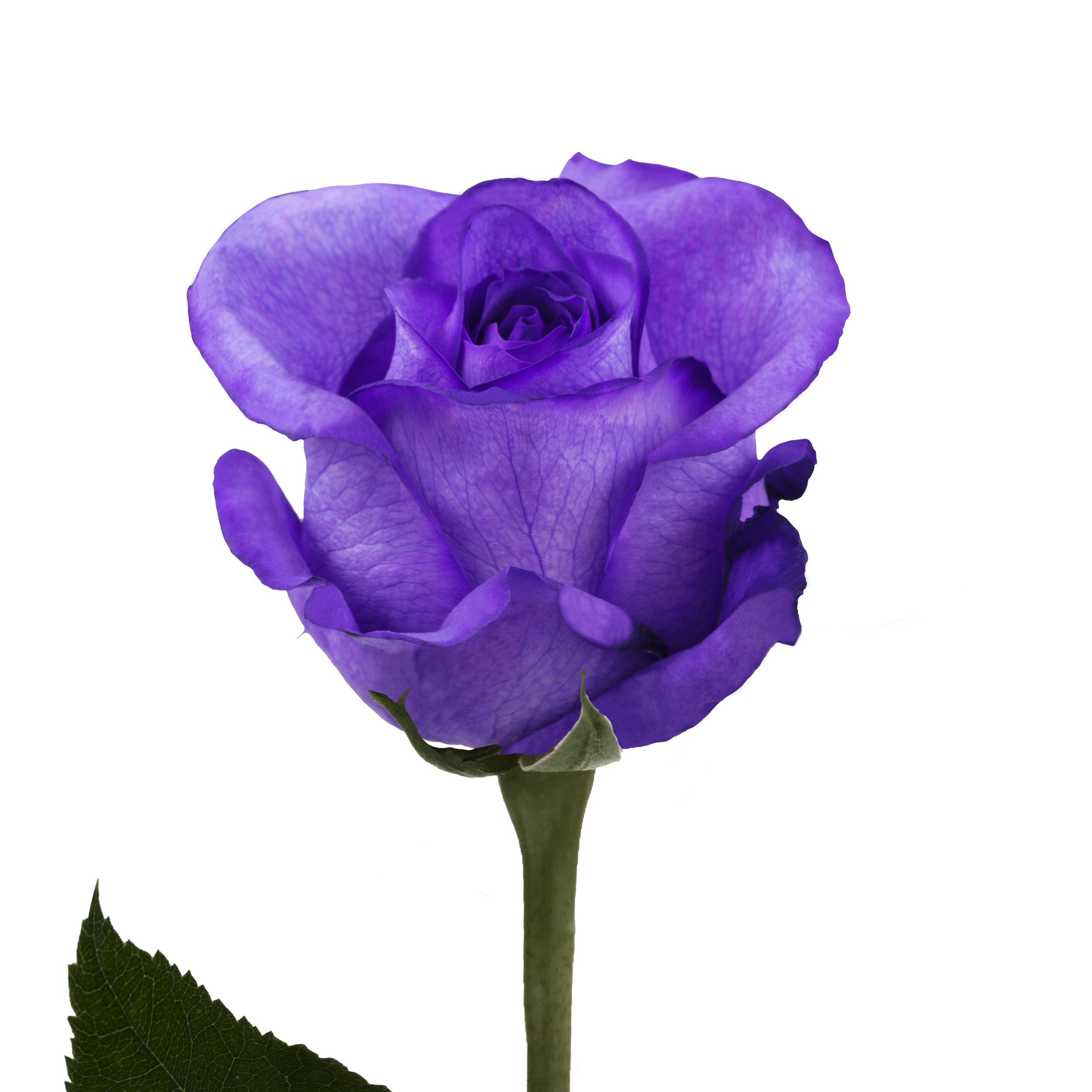 single lavender rose