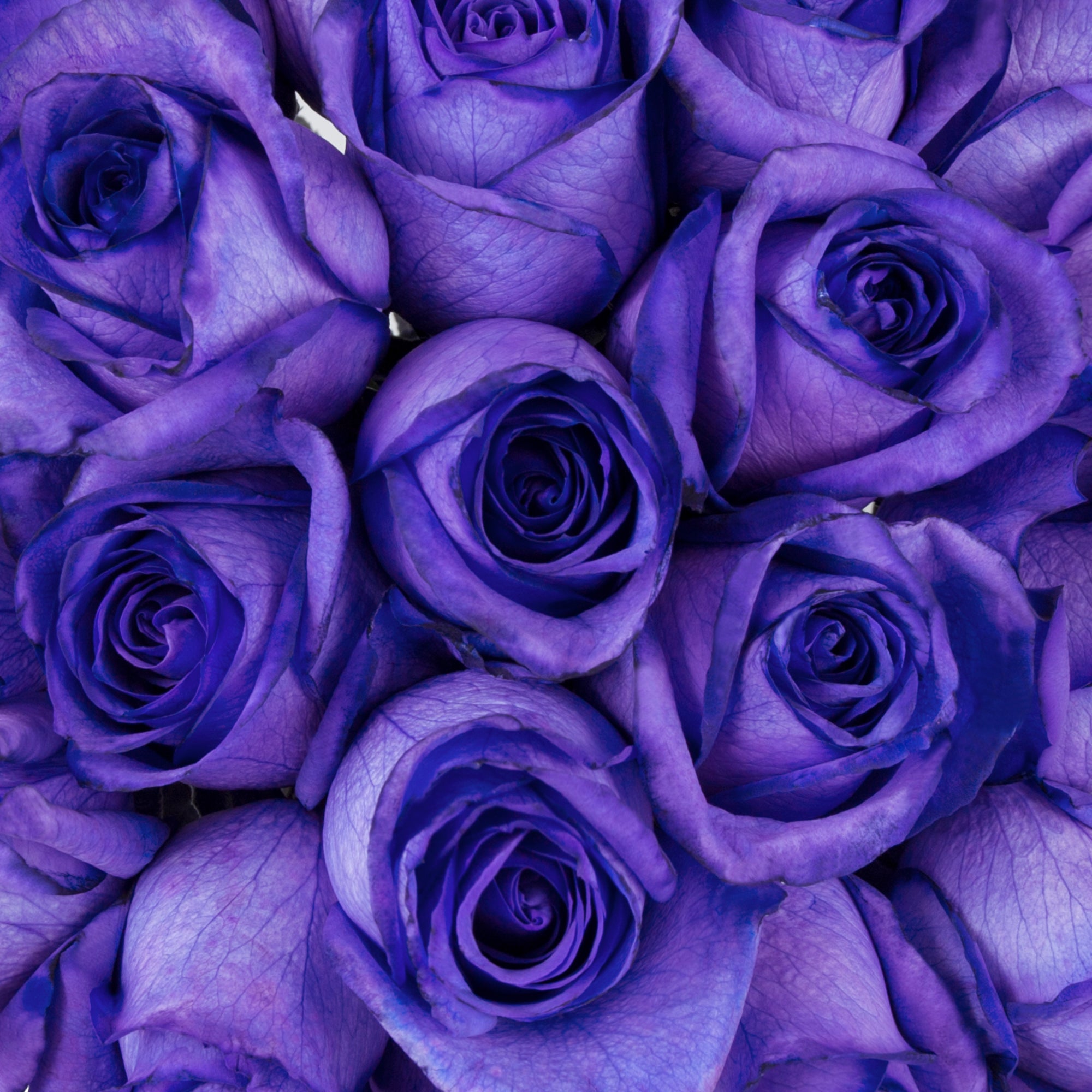 roses violet
