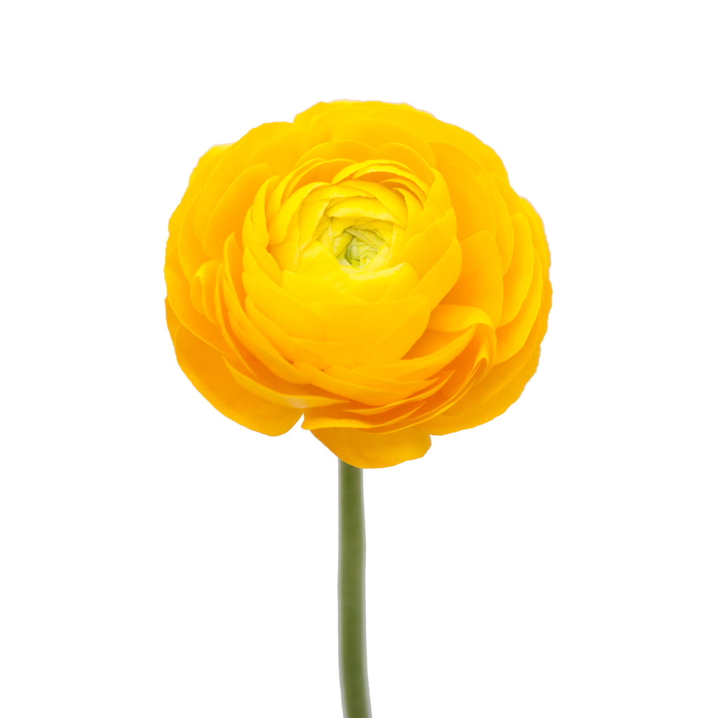 Ranunculus Yellow – Bloomingmore