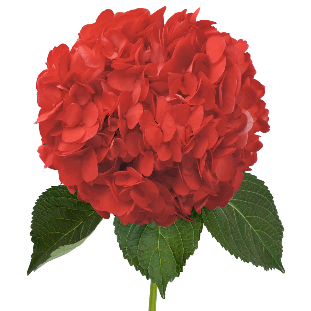 Red Painted Hydrangeas – Bloomingmore
