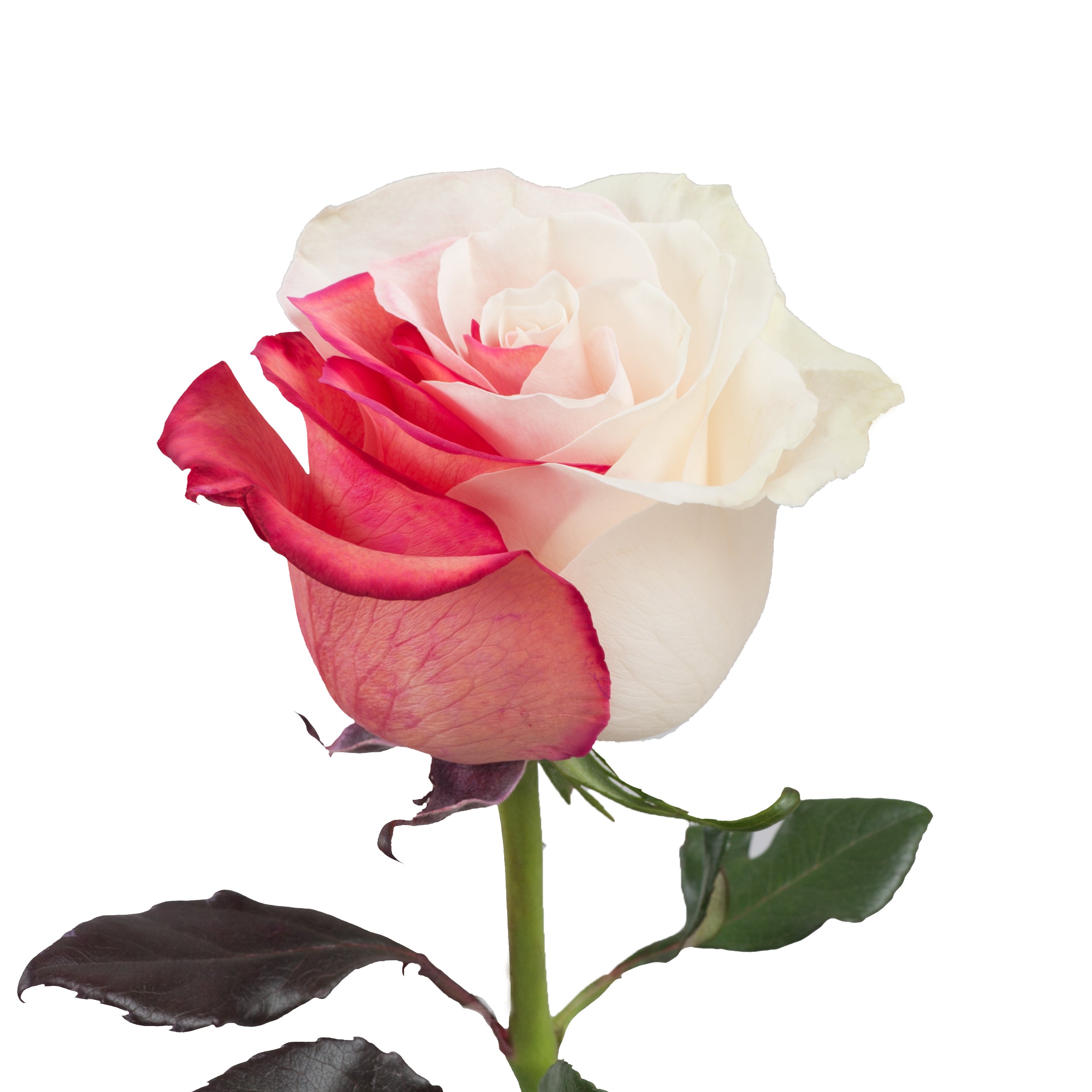 can white roses turn red