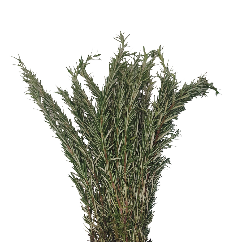 Rosemary – Bloomingmore