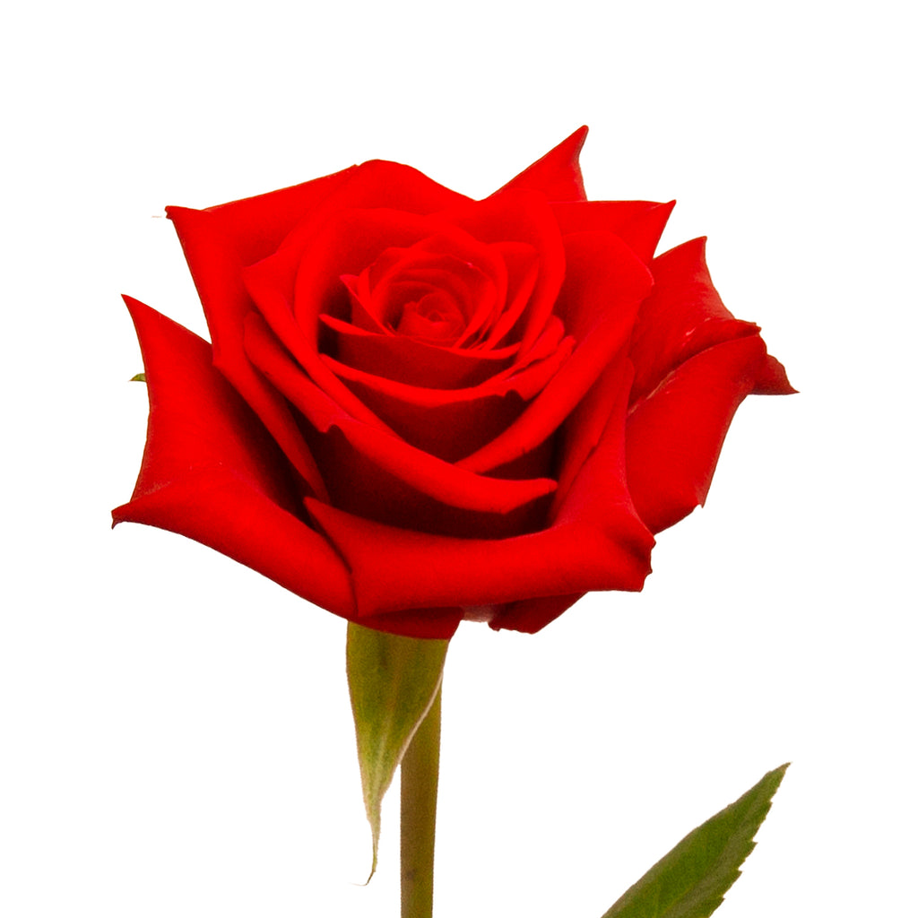 Scarlata_Red_Roses_Bloomingmore_A.jpg?v=1755386794&width=1024