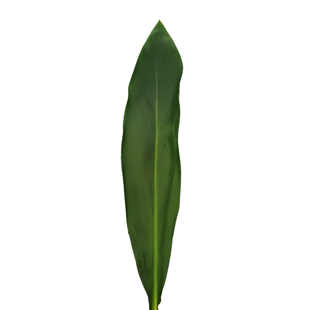 TI Leaf – Bloomingmore