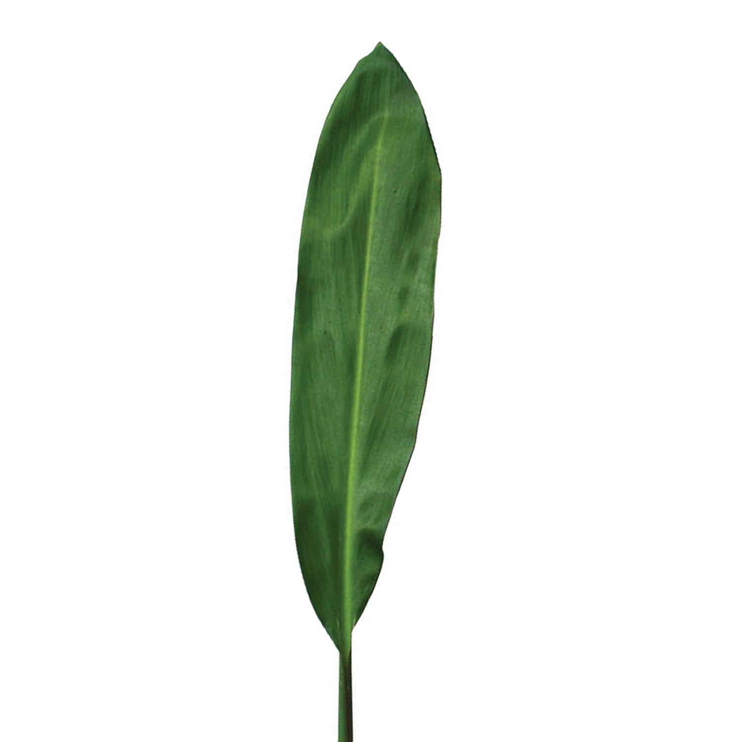 green ti leaf