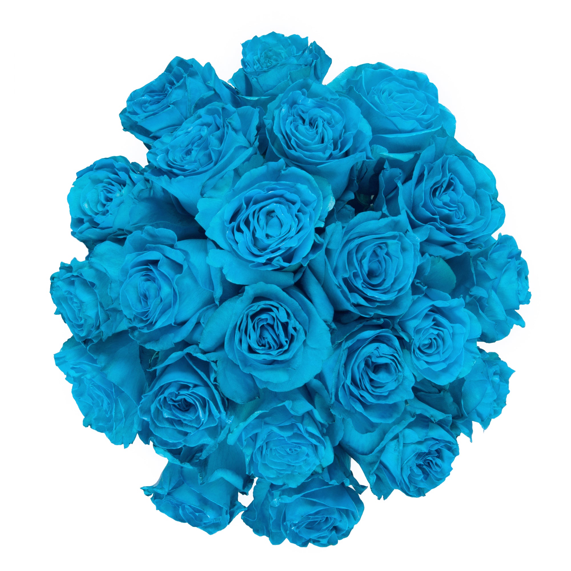 Turquoise Rose Teal Dyed Roses | Wholesale Ecuadorian Roses | Native
