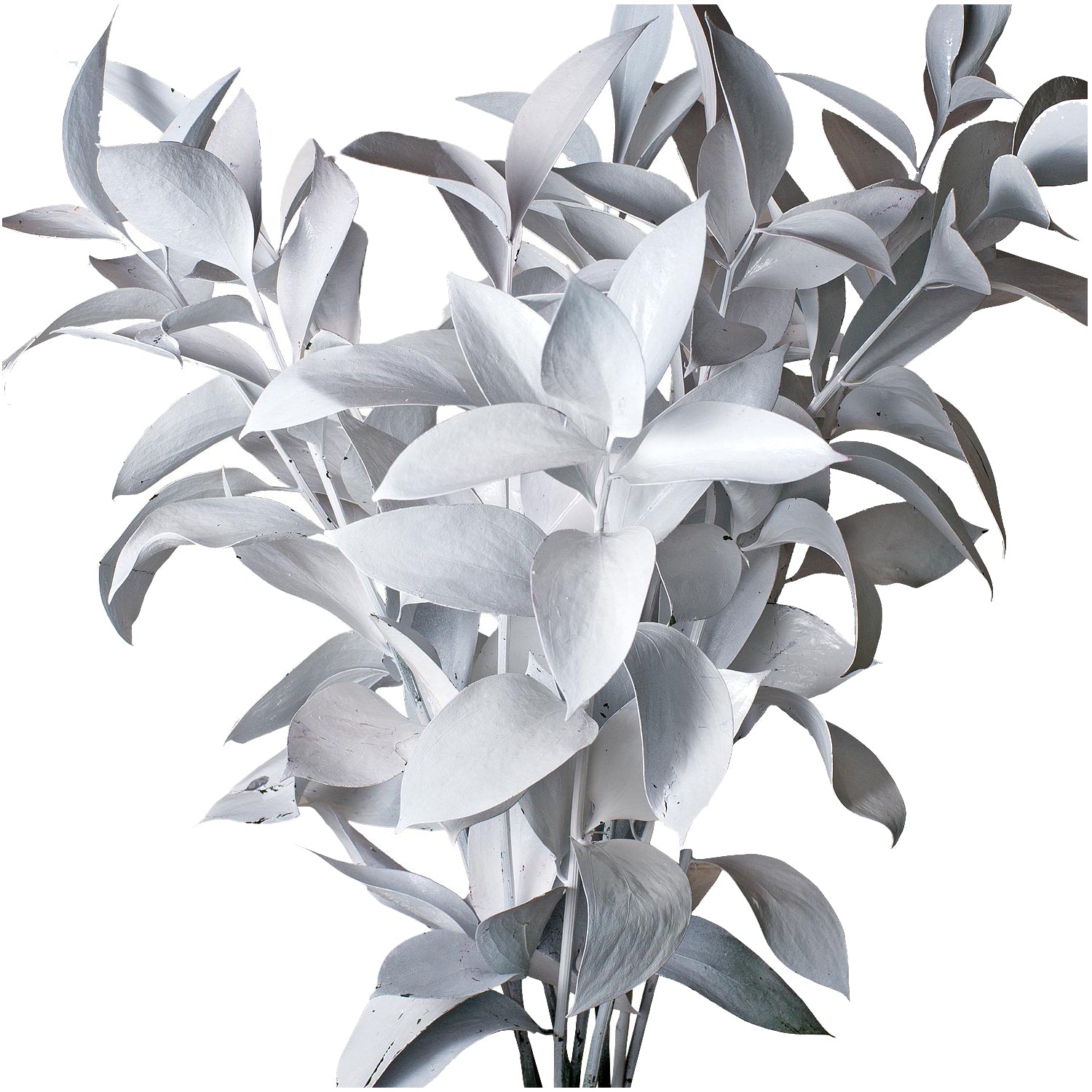 white ruscus stems