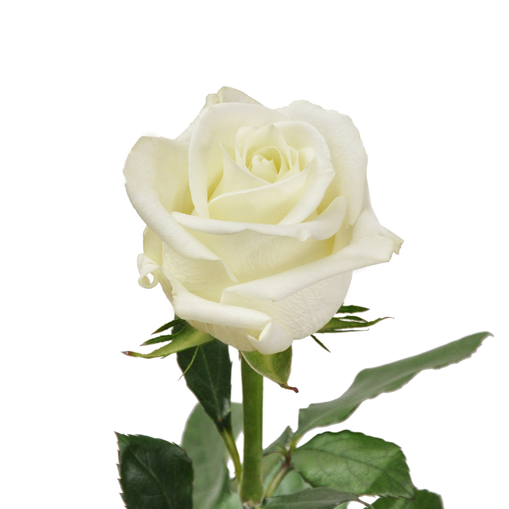 White_Roses_White_roses_Bloomingmore_AB.jpg?v=1760979293&width=1024