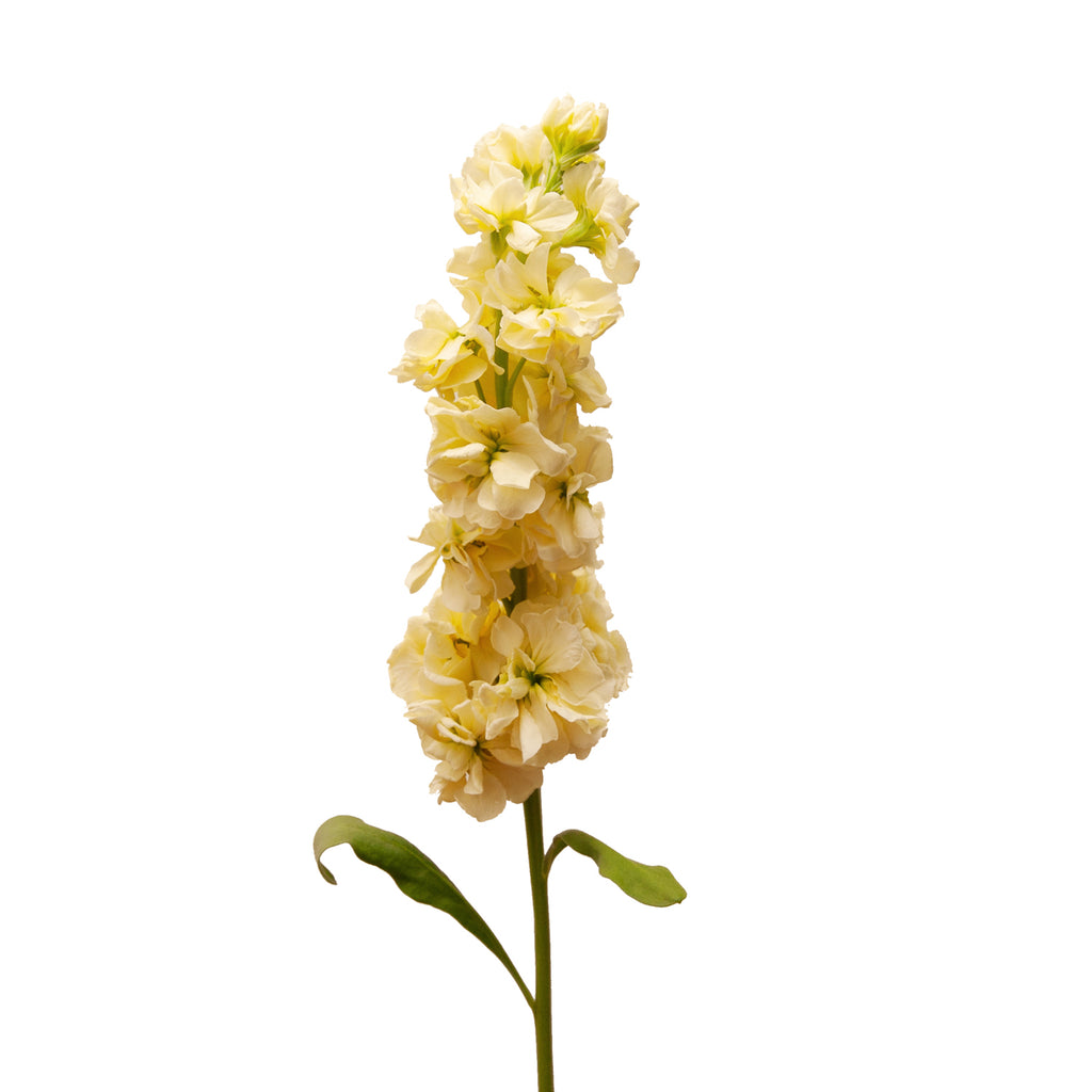 Yellow Stock – Bloomingmore